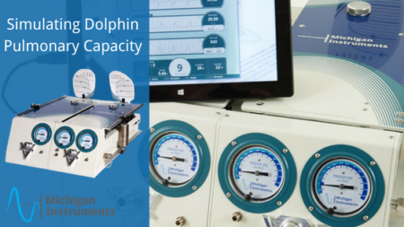 Simulating Dolphin Pulmonary Capacity